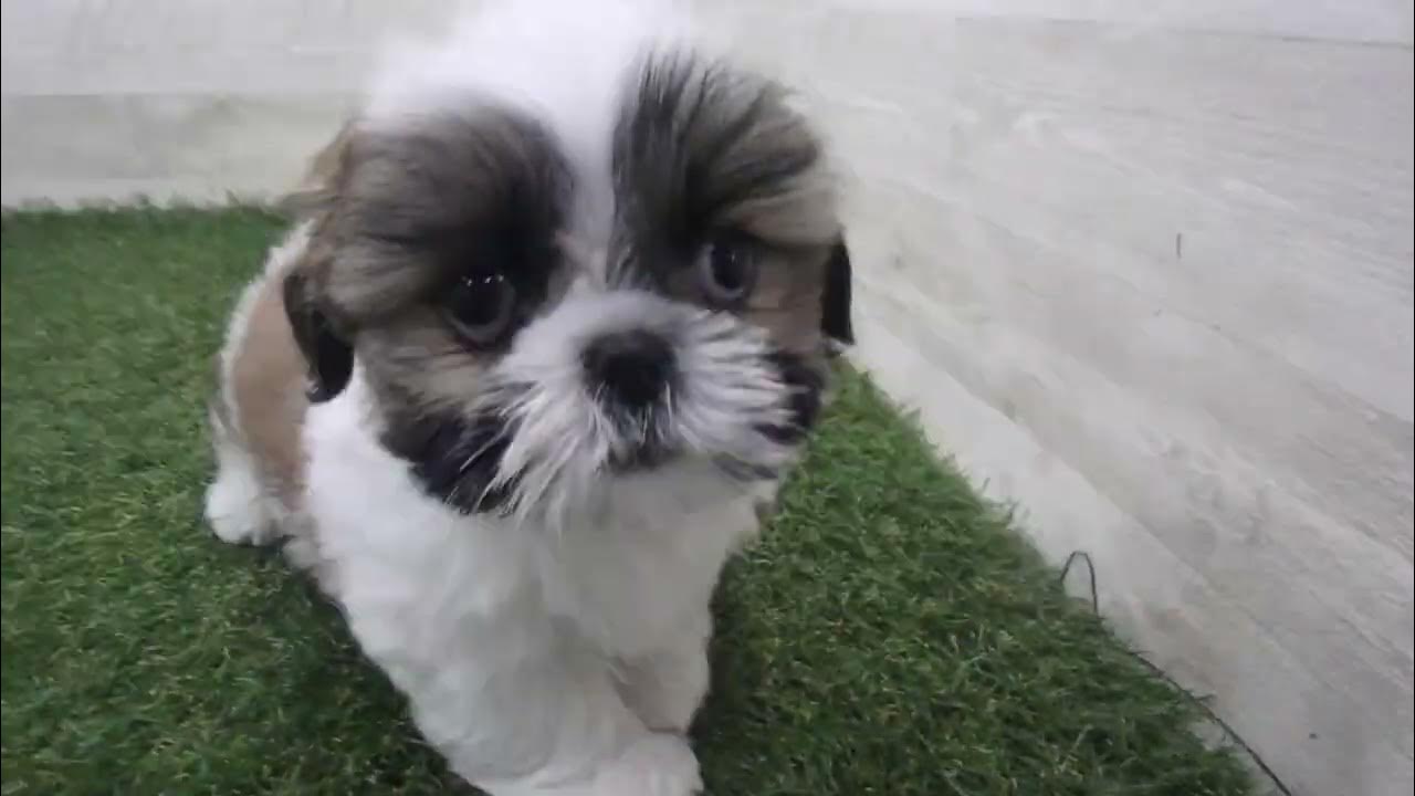 ペットショップcoo&riku No.00707373 シーズー - YouTube