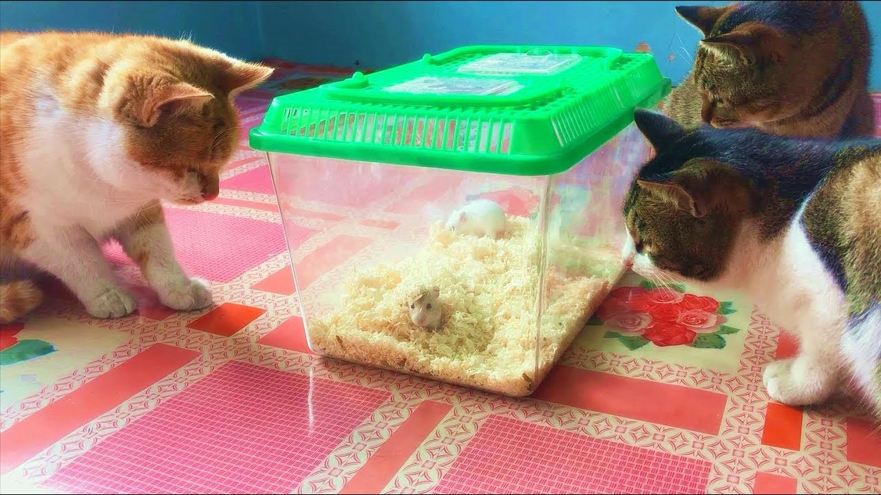 When two hamsters met three cats, everyone was very excited! - YouTube