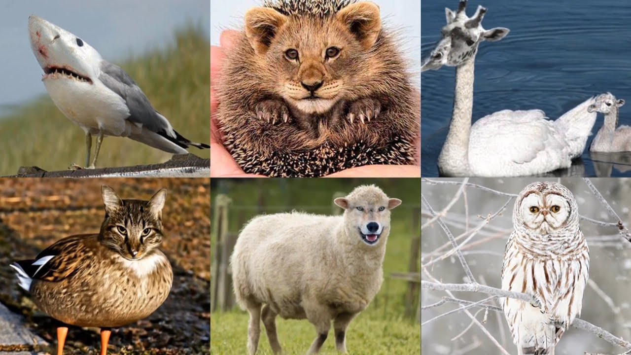 Hybrid Animals compilation 12 Dream Machine Luma Ai - YouTube