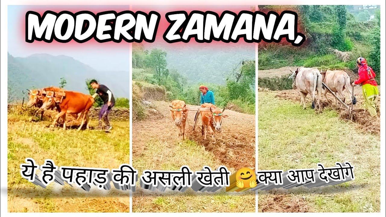 शहर में AC, यहां खेत में पसीना... फर्क खुद देख लो | Village vs City ...