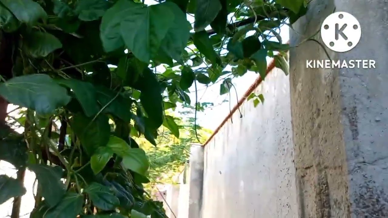 Puno ng Lemon🍋 at Orange🍊 Namumunga ng Patola at Upo (tabayag) sa ...