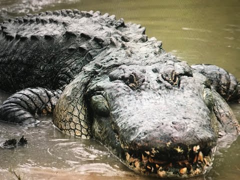 SENSATIONAL 2 ALLIGATORS IN CHATTAHOOCHEE RIVER ATLANTA, GA CROCODILE ...
