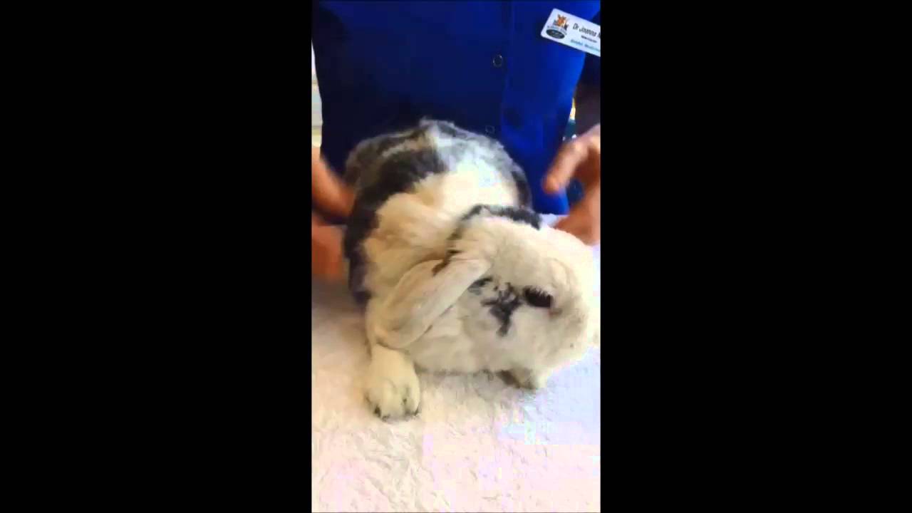 Home Care Series 6: Petrissage Massage for your Rabbit - YouTube