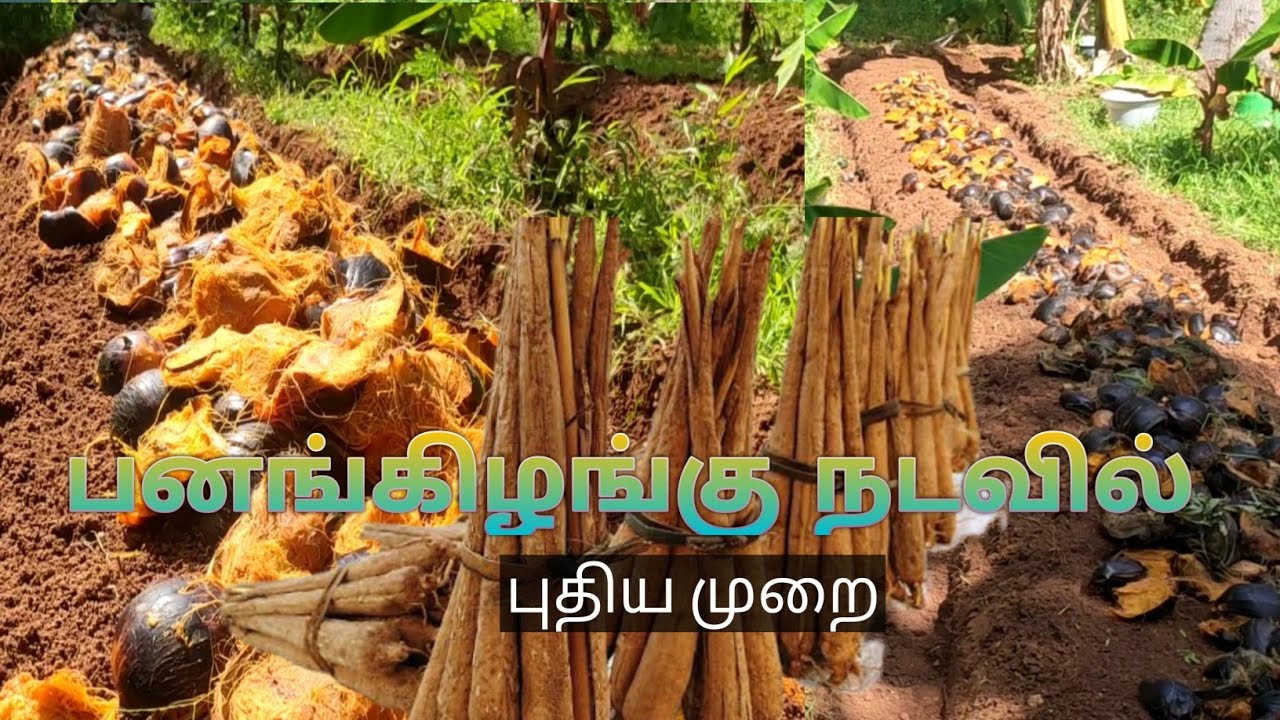 pana kilangu eppadi poduvathu | Palmyra sprouts cultivation | pana ...