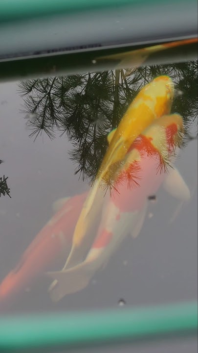 Karpie Koi w oczku wodnym zimą ️🐋 #koi #karp #oczkowodne #koifish #diypond #koipond - YouTube