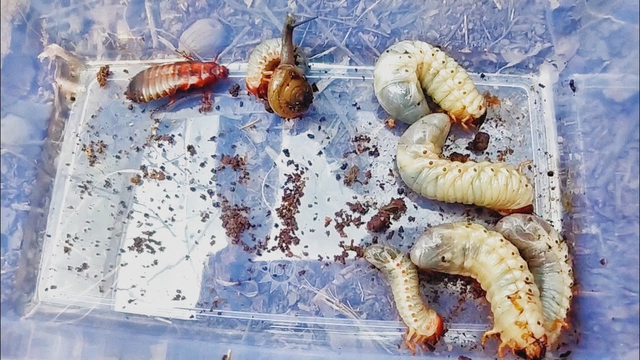 hunting rhinoceros beetle larva, cockroaches in rotting palm trees ...
