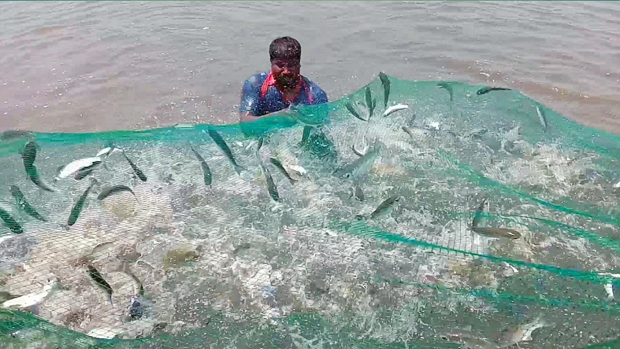AMAZING FISH CATCHING SKILL/ HUGE NET FISHING AT RIVER - YouTube