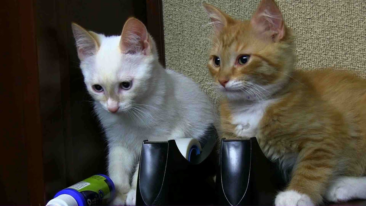 Boring meetings made better with KITTENS - YouTube