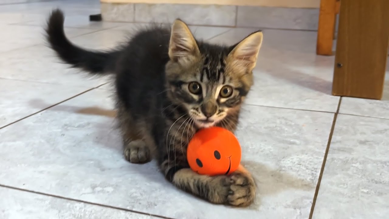 Cute Kitty grab a ball...!? #154 - YouTube