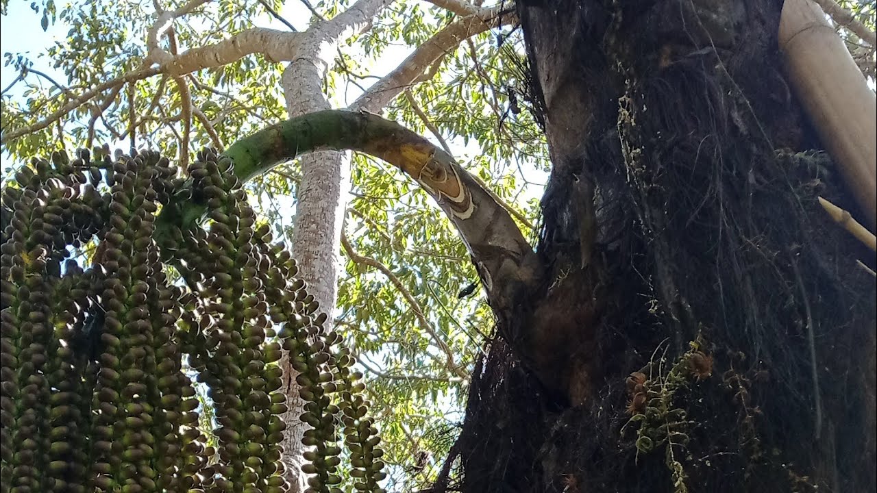 air tuak dari pohon aren - YouTube