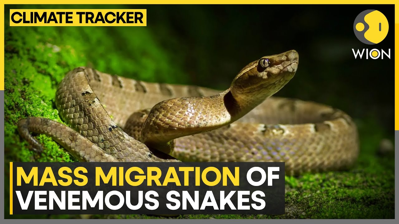 Mass migration of venemous snakes: Study, migration to take place ...