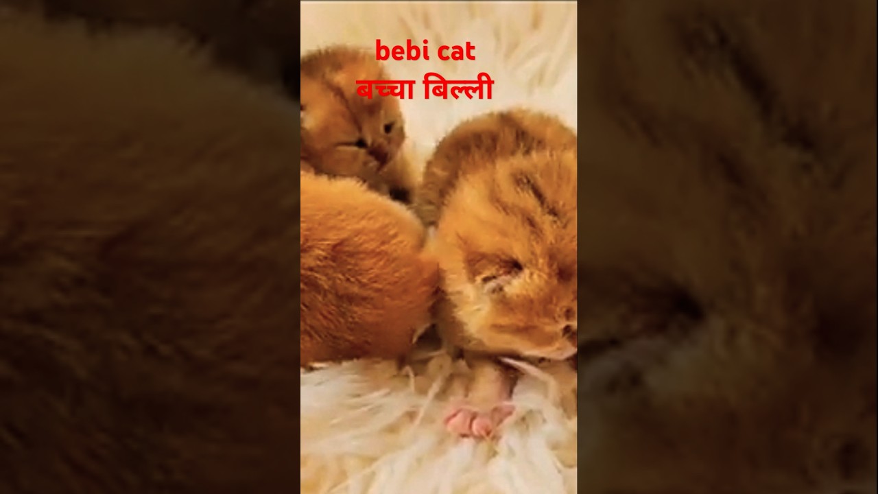 bebi cat. बच्चा बिल्ली। #cat #animals #animal #indukitchenlifestyle ...