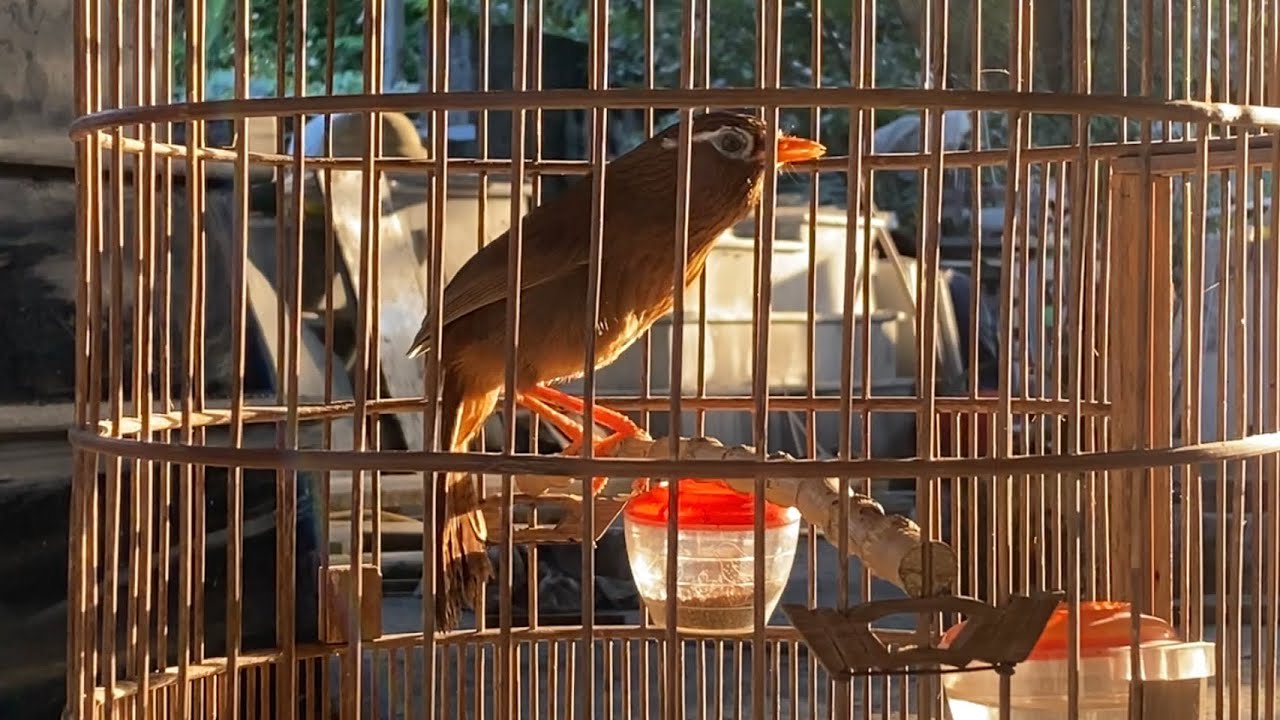 Đẹp như này chắc ko có con thứ 2, bao tất tần tật. ( Giá 20tr ) | Hoạt ...