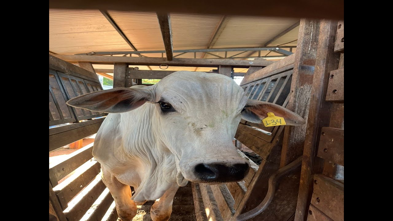 BOIS DA RAÇA MELORE E MESTIÇA - YouTube