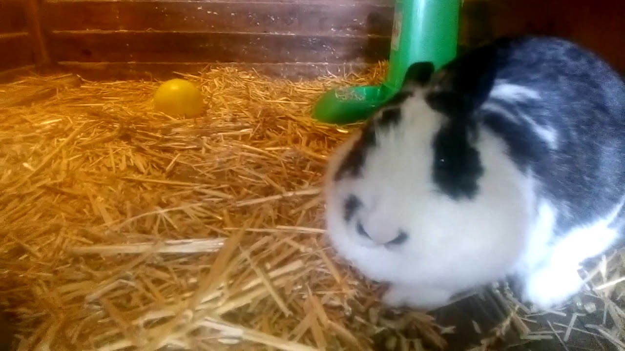 How to approach an aggressive pet bunny rabbit. - YouTube