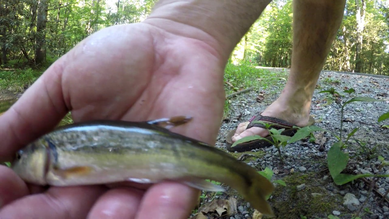 How to catch small fish in Cades Cove The Great Smoky Mountains - YouTube