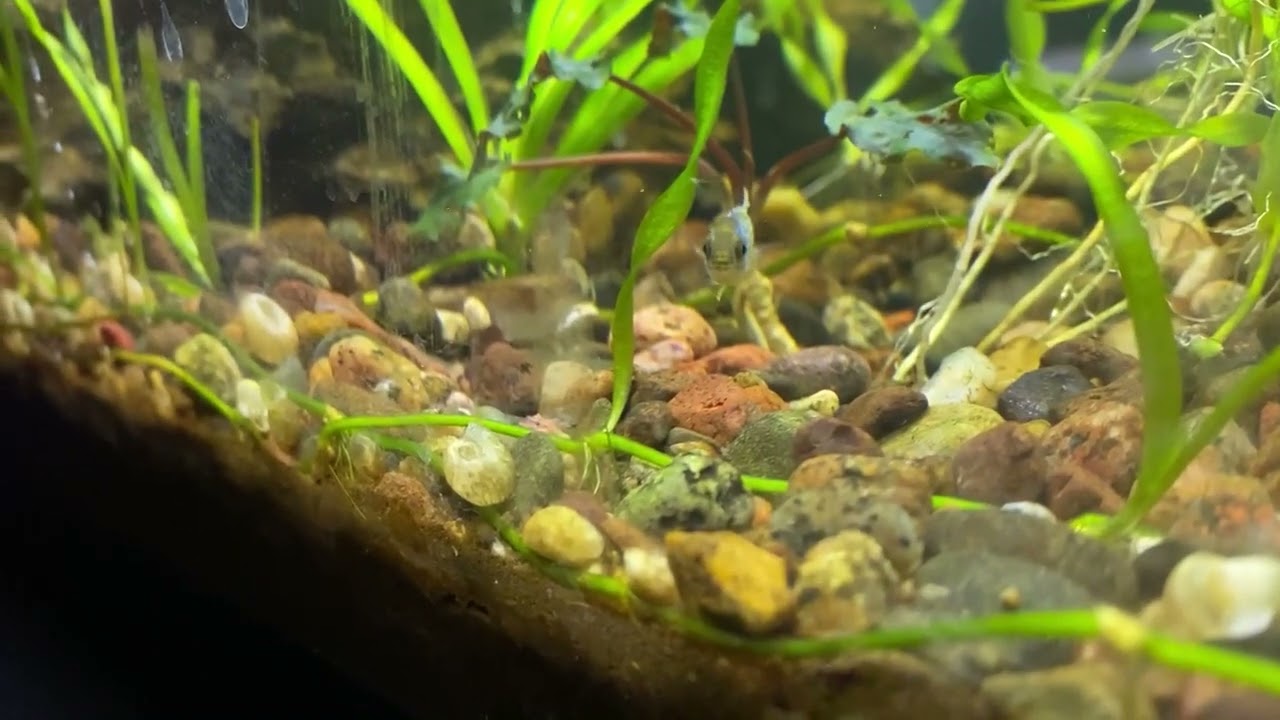 Apistogramma Agassizii Blue Flame - YouTube