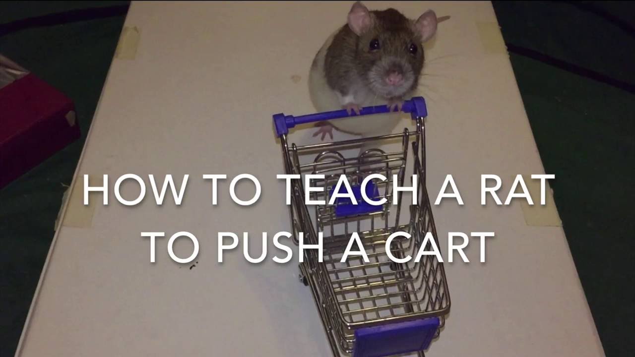 How to Train a Rat to Push a Shopping Cart - YouTube