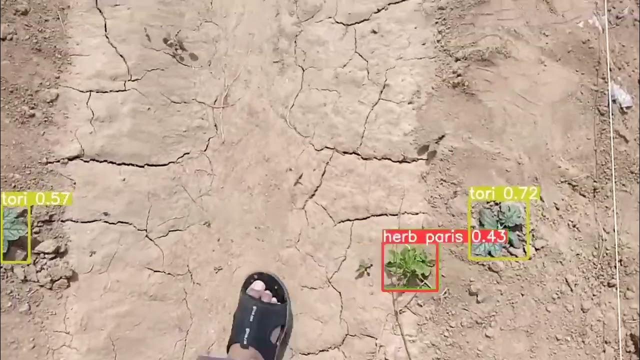 Weed detection on Pakistani Fields Using YoloV5 - YouTube