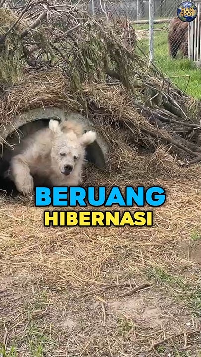 BERUANG MELAKUKAN HIBERNASI - YouTube