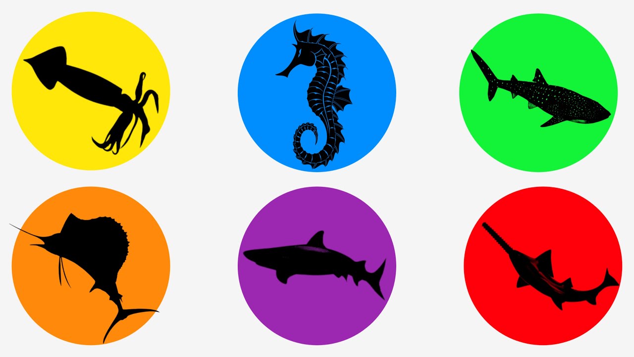 Jenis Hewan Laut Hiu Paus, Kuda Laut, Hiu Gergaji, Hiu Megalodon, Ikan ...