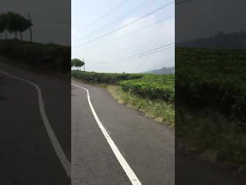 NGINTIP ABG DI KEBUN TEH SUKABUMI KALAPA NUNGGAL #kamalthebader #ngintip