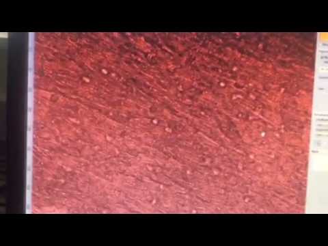 Muscle Fibre Twitching - Cultured Meat - YouTube