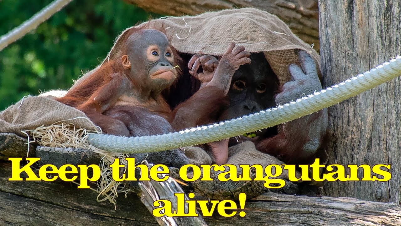 This video about orangutans will get you thinking#funny#orangutans# ...