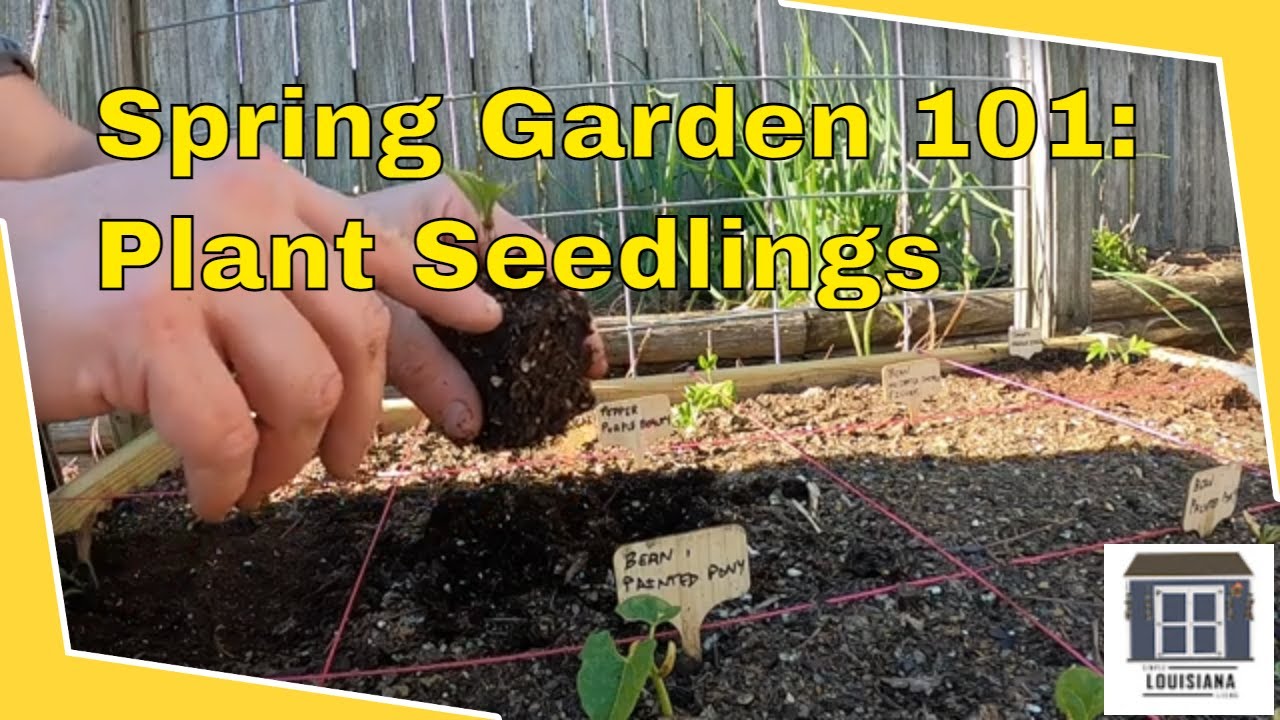 Spring Garden 101: Plant Seedlings - YouTube