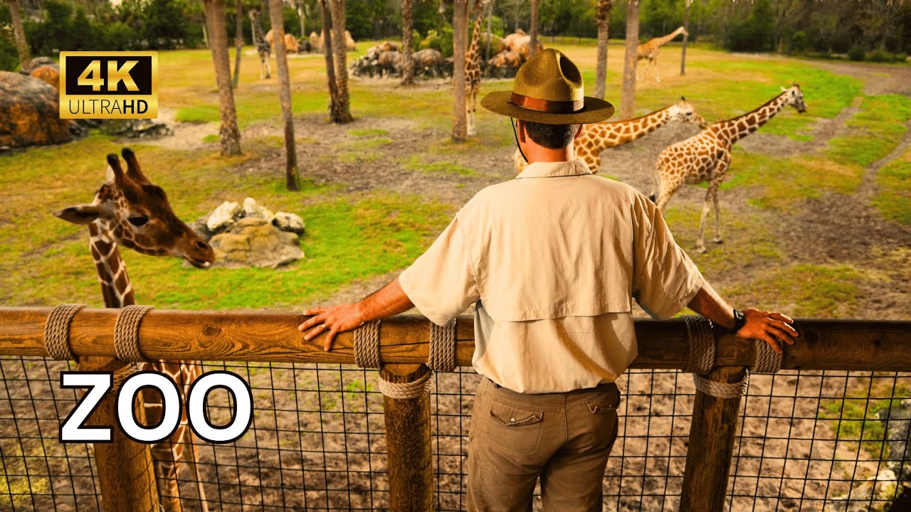 At The Zoo | Part 2 - Animals - YouTube