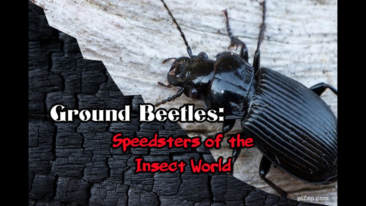 Ground Beetles: Speedsters of the Insect World #bugs #insects #animals ...