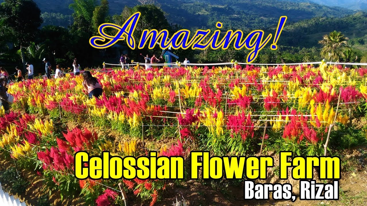 Amazing Celossian Flower Farm, Baras, Rizal - YouTube