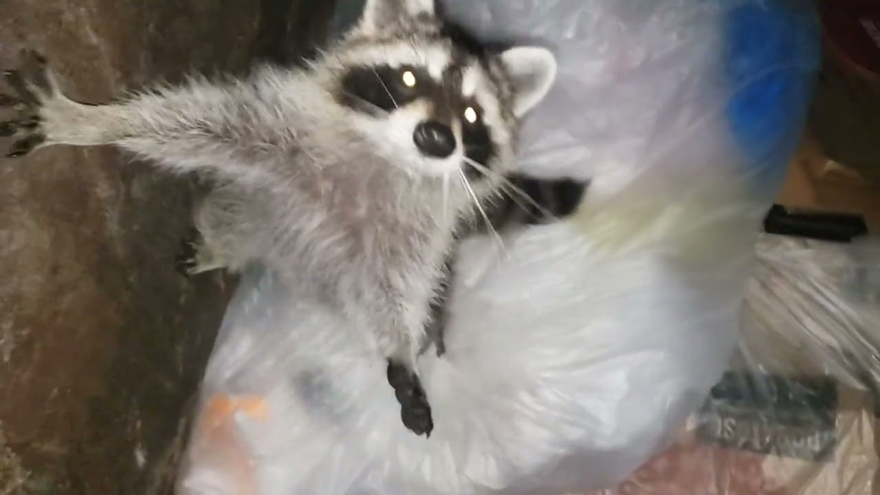 Trashy Trash Panda - YouTube