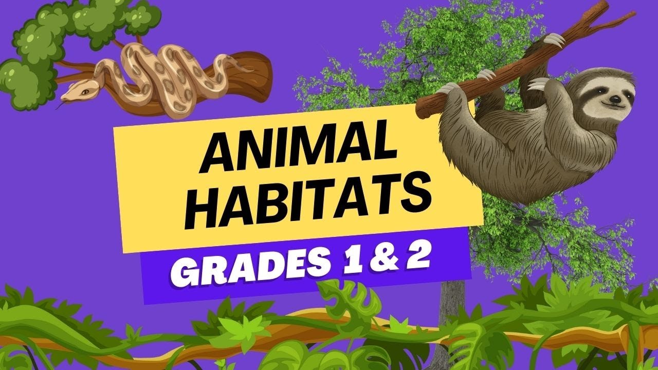 Animal Habitats for Kids - YouTube