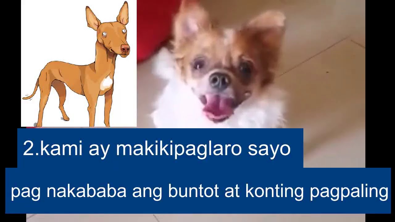 Pakikipag Usap ng Aso ang buntot at kilos | Hapikyut Guard - YouTube