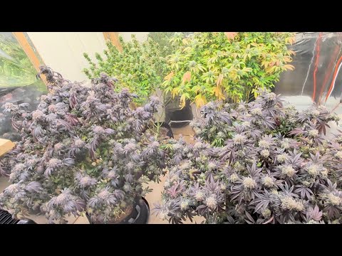 Garden update 7-30-26 insane OG, white widow, blue dream, critical orange, white rainbow & MORE!😃