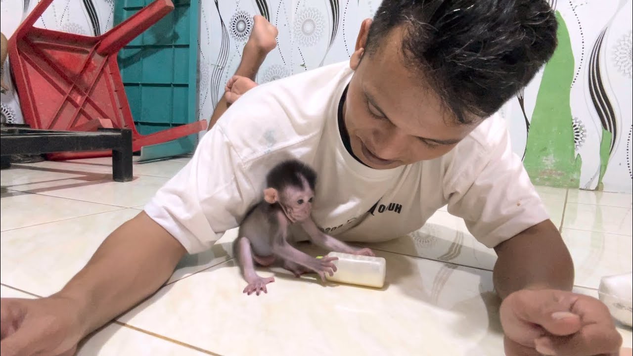 this is how mother monkeys accompany their children to play - YouTube