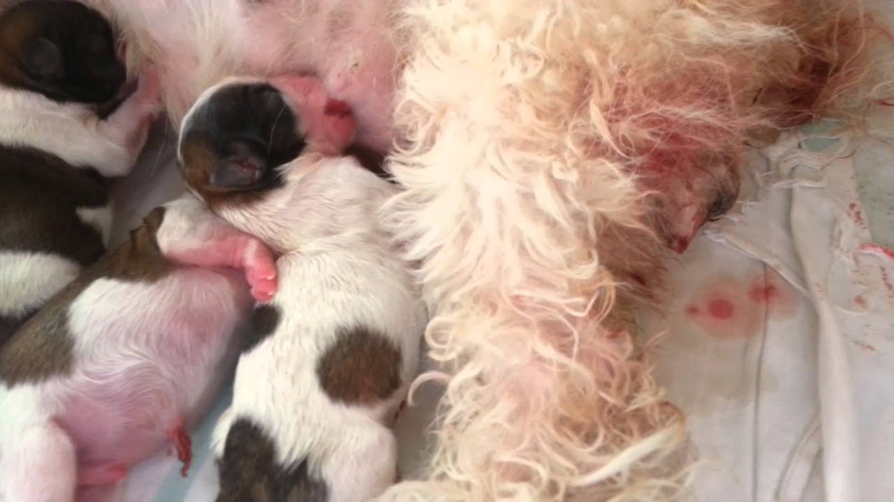 Shih tzu giving birth... - YouTube