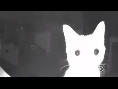 Cat get flashbang #cat #catmemes