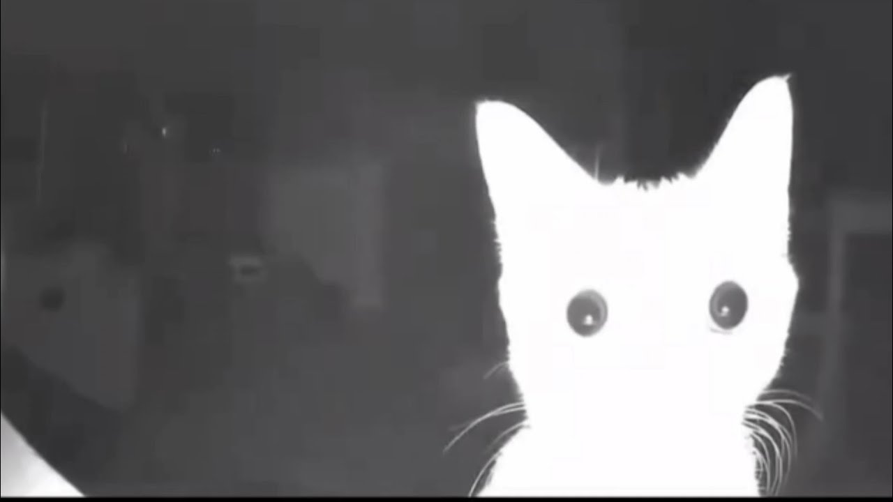 Cat get flashbang #cat #catmemes - YouTube