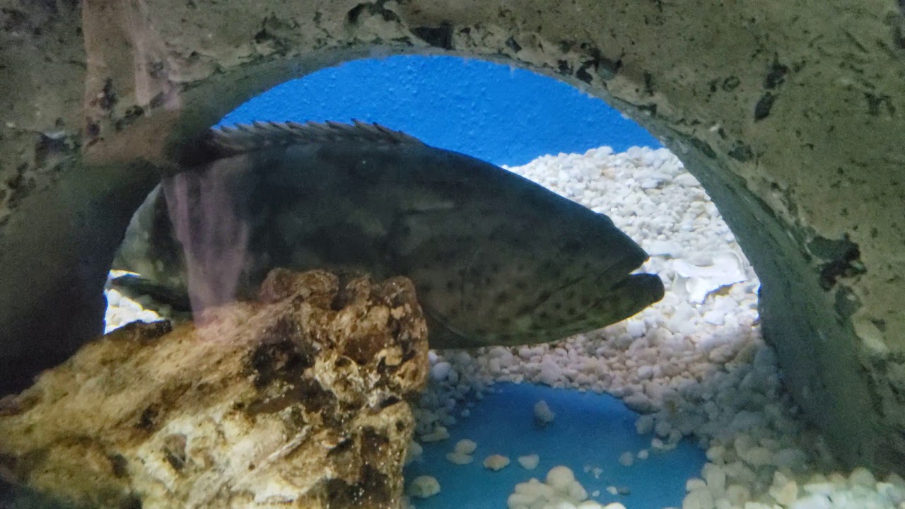 Mero - Goliath grouper - YouTube