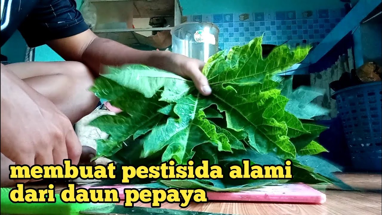 pestisida organik daun pepaya | pengusir hama tanaman tanpa fermentasi ...