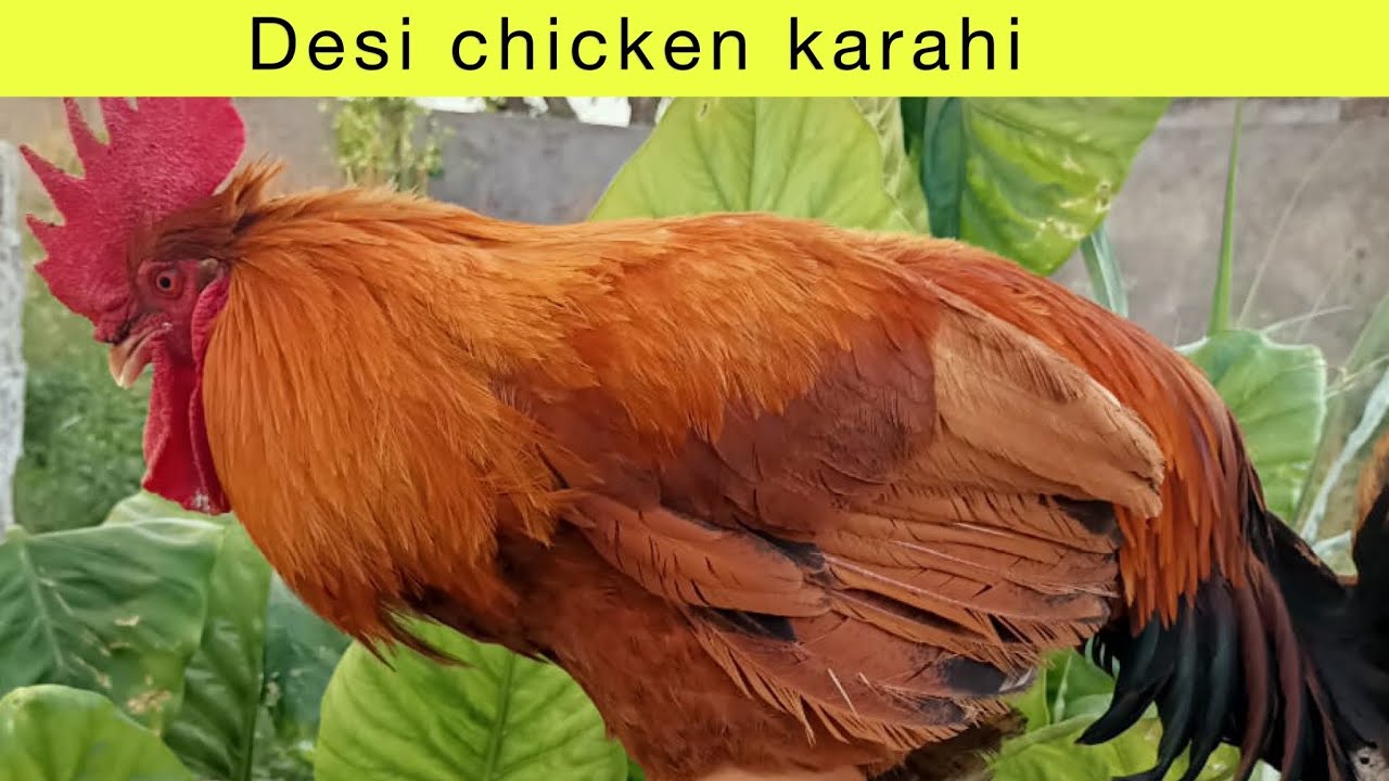 Desi chicken karahi | recipe by Hafsa Raja | Roaster recipe | دیسی مرغ ...