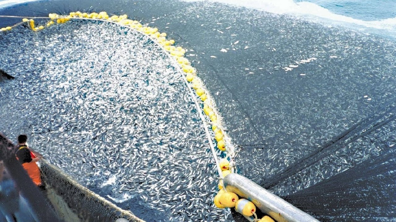 This is How Fisherman Catch Hundreds Tons Salmon. Modern Fish ...