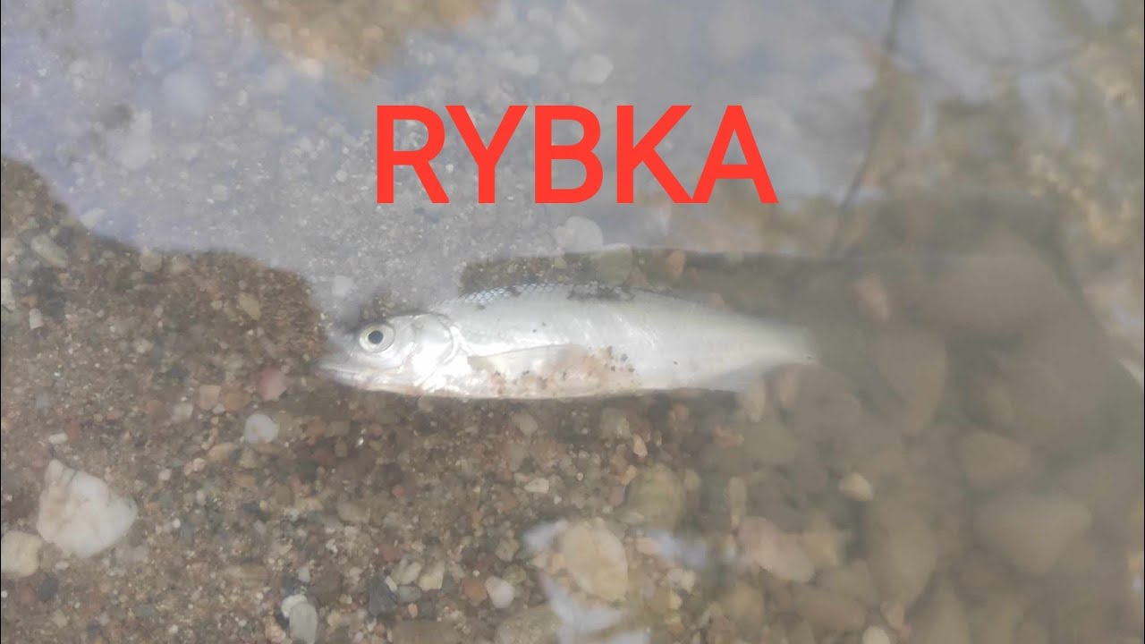 Lov candáta na mrtvou rybku - YouTube