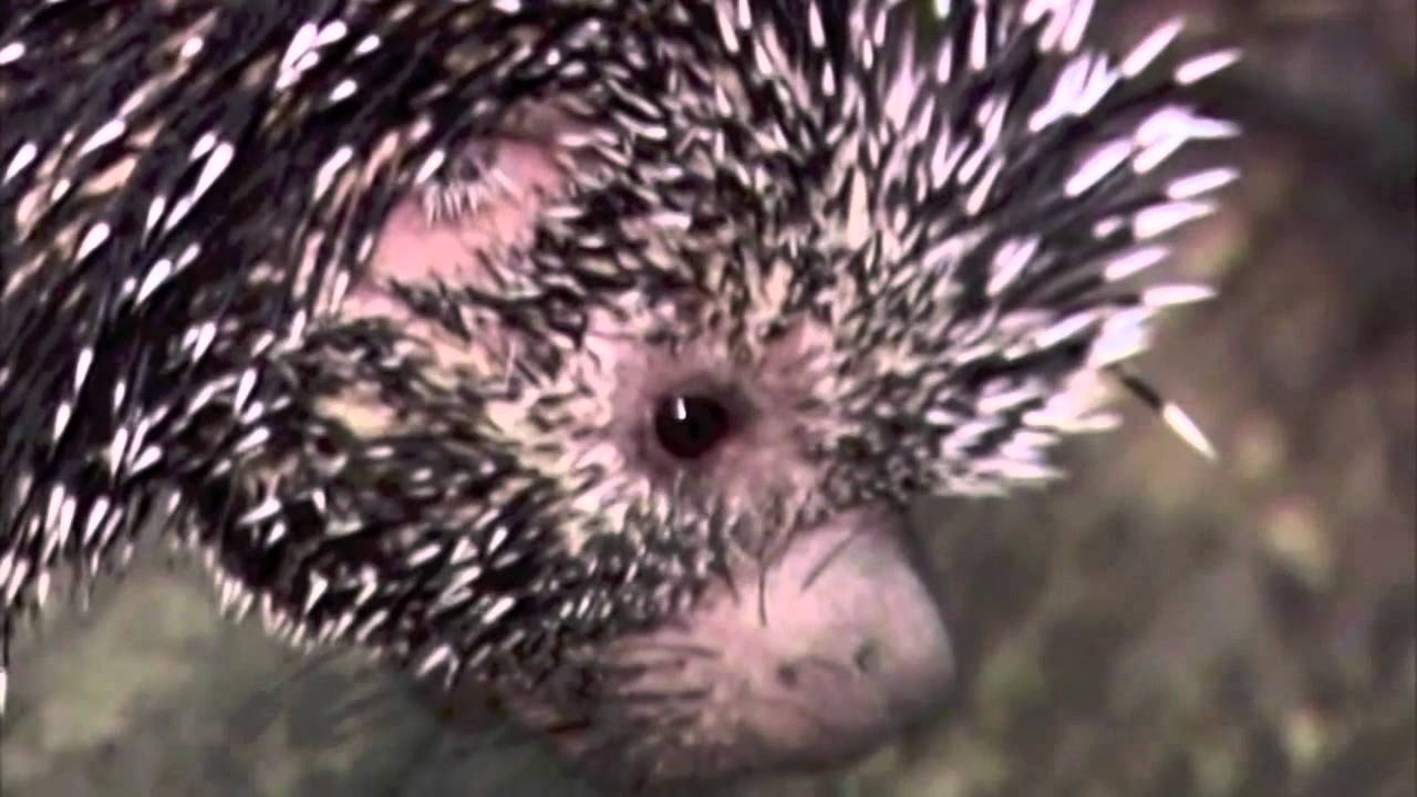 Alligator Adventure - "Chomp Chomp" - YouTube