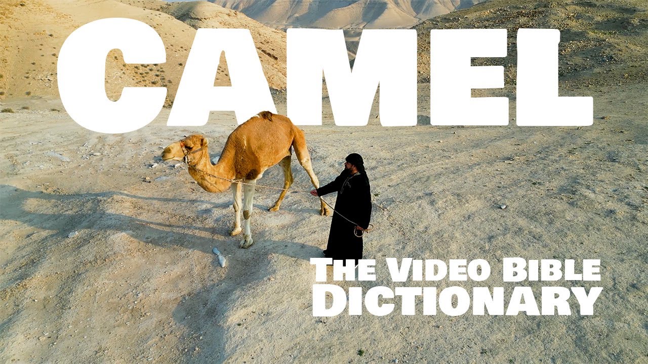 Camel - The Video Bible Dictionary - YouTube