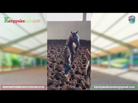 Düştü… Ama Pes Etmedi! 🐴💔 Küçük Kızın Cesareti Herkesi Şaşırttı!
