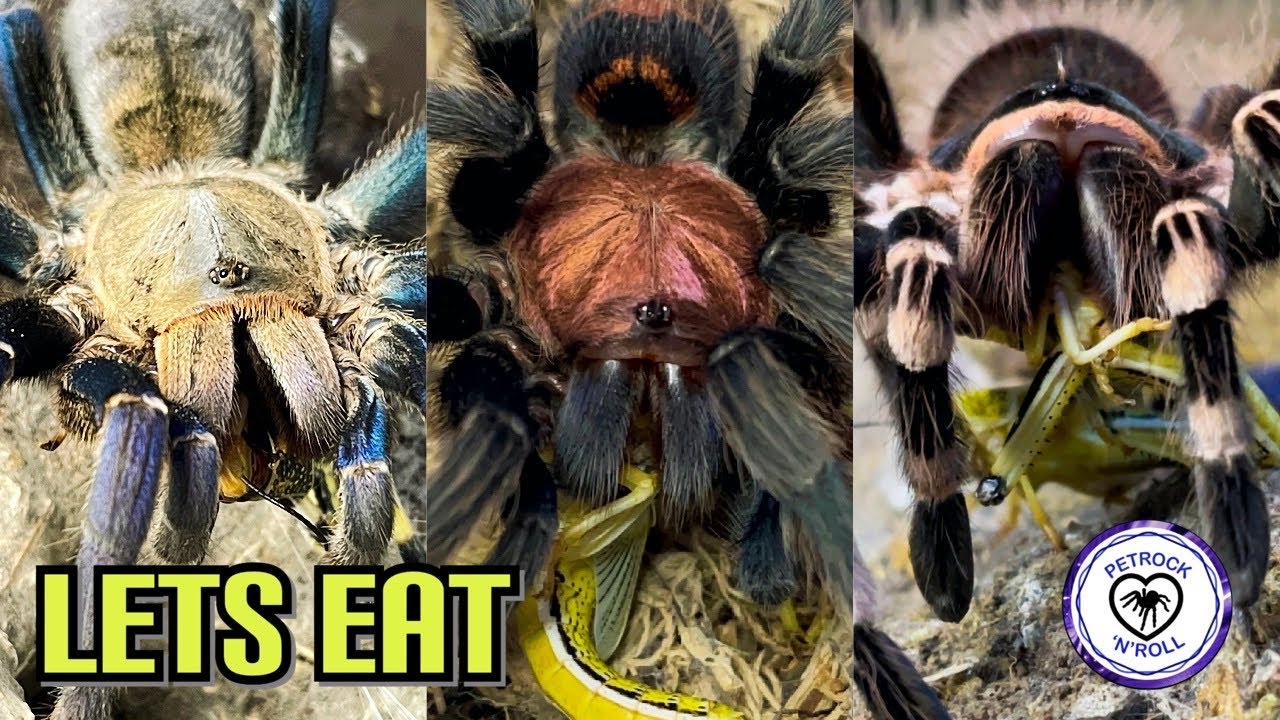 Locust & Chill - Tarantula FEEDING video - YouTube