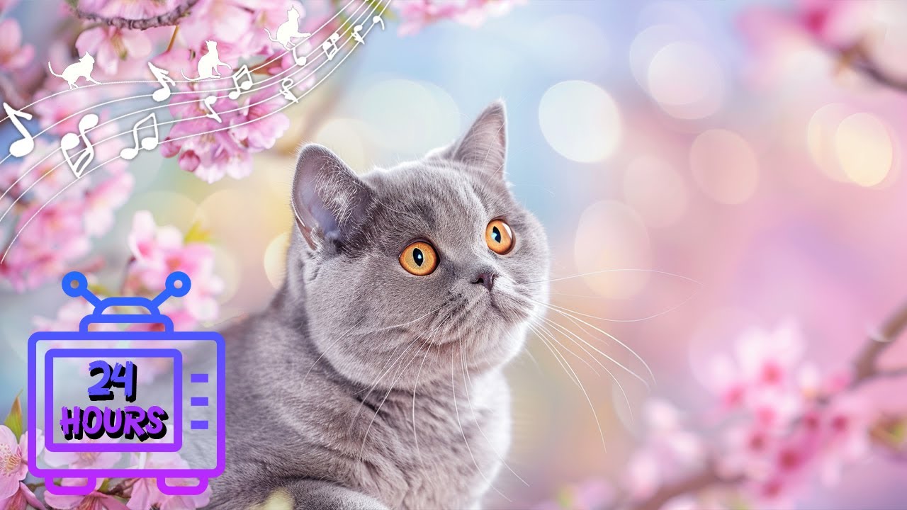 24 HOUR Relaxing Music for Cats with Anxiety | Sleep Music for Cats ...